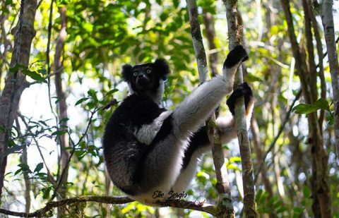 114 Lemurs of Madagascar - Explore the Fascinating World