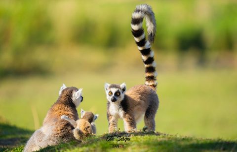 114 Lemurs of Madagascar - Explore the Fascinating World